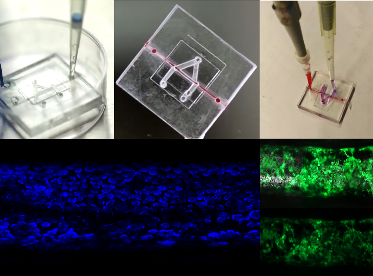 Startup Interview - DLOC Biosystems, inc.